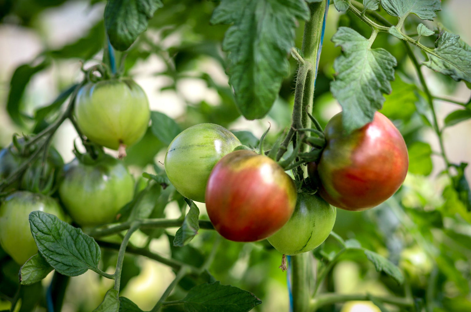 Garden Tools & Greenhouse Equipment